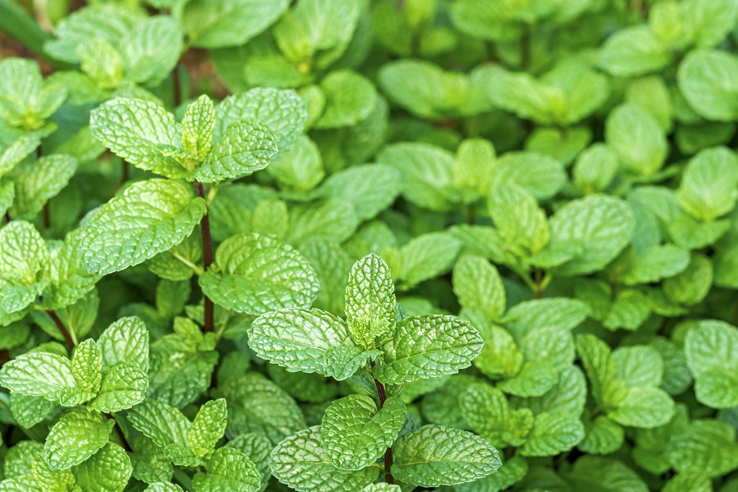 Menthol Pain Relief: How it Works – Hempvana